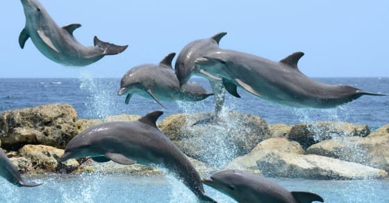 Dolfijnen Curacao | zwemmen en knuffelen | NaarCuracao.com